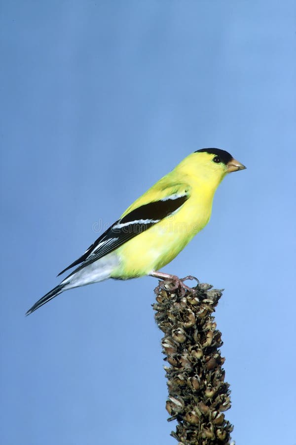 Robin in tree stock photo. Image of birds, finch, wings - 270564
