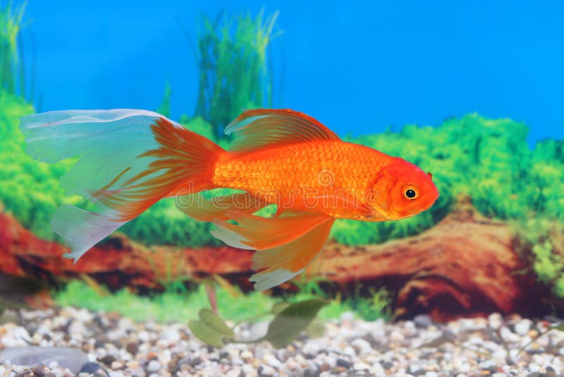 Goldfish stock photo. Image of motion, animal, gold, orange - 48518194