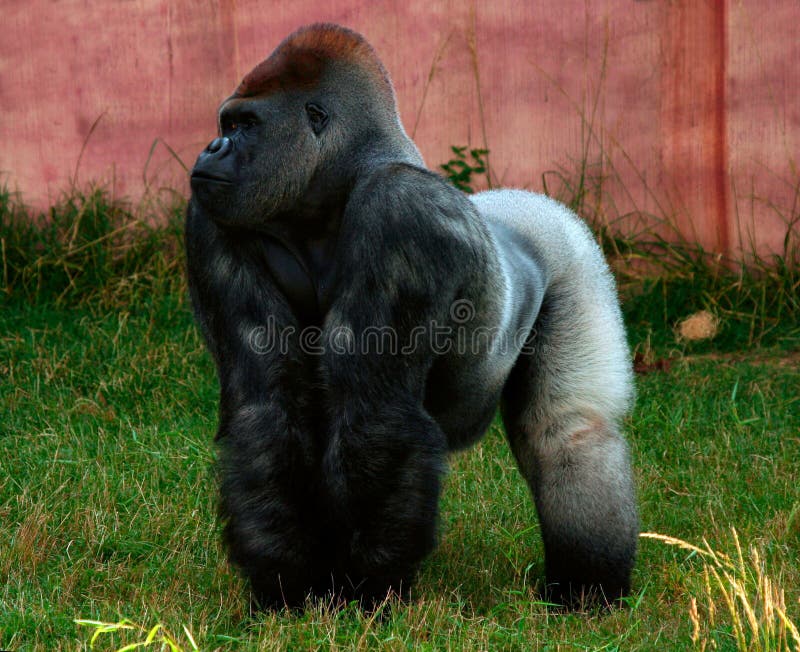Male Gorilla stock image. Image of jungle, mammal, gorilla - 2641133