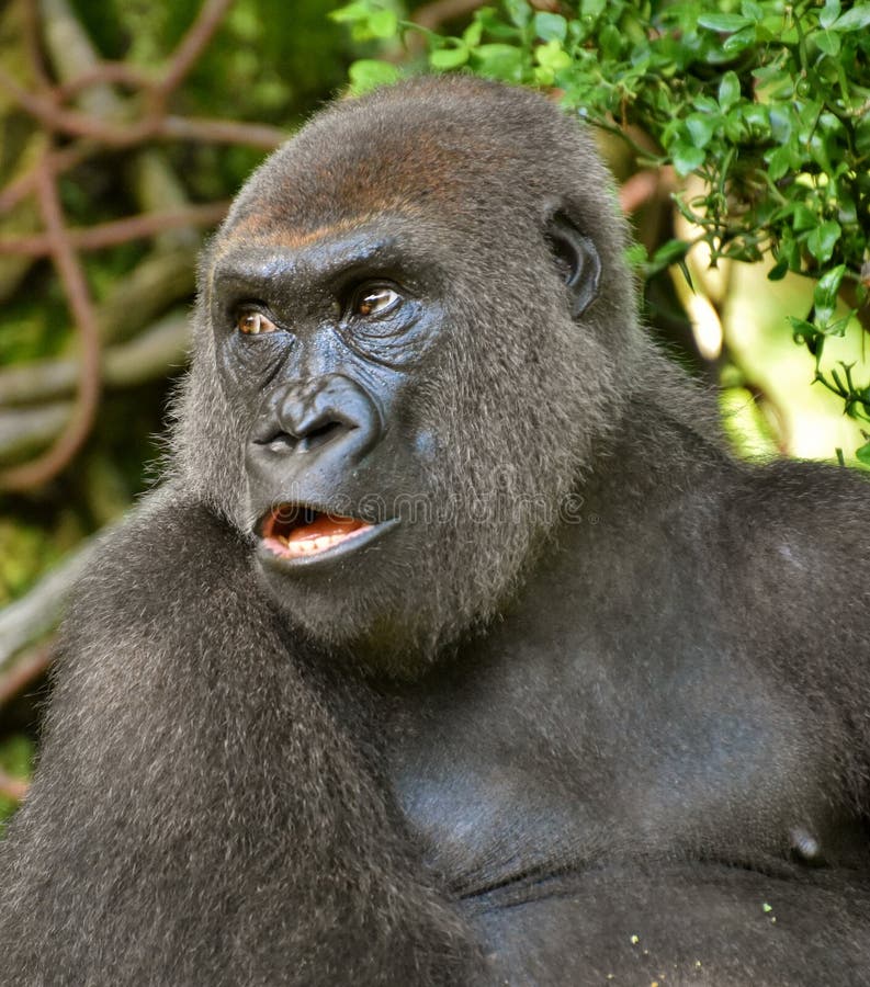 Male Gorilla stock image. Image of animal, nature, male - 96167441
