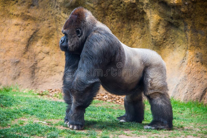 Gorilla Charging Camera stock photo. Image of africa, forward - 7515896
