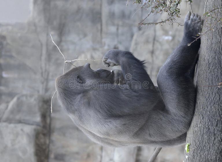 117 Gorilla Stick Figure Stock Photos - Free & Royalty-Free Stock ...