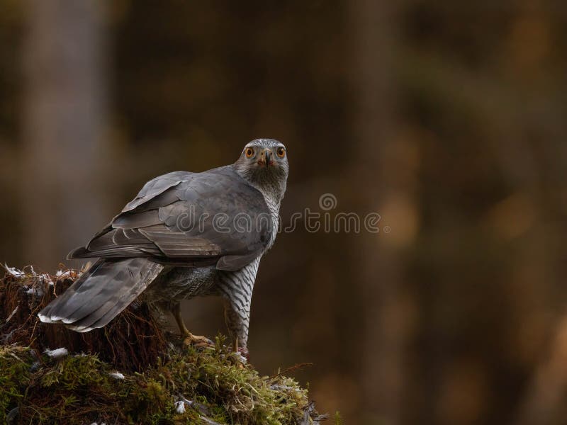 Male Goshawk Perched on a Tree Stump in Scotland. Stock Photo - Image ...