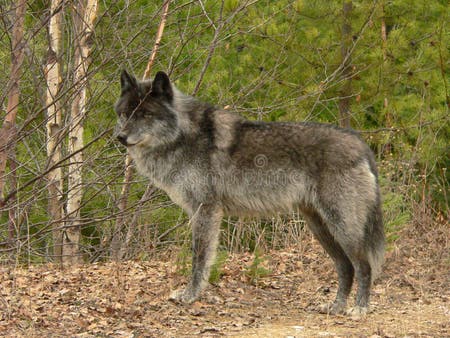 Male Gray Wolf stock photo. Image of watch, canid, powerful - 678020