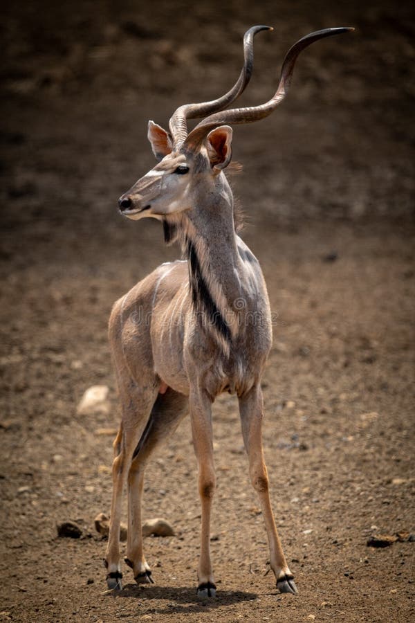 Male Greater Kudu Stands Turning Head Left Stock Image - Image of ...
