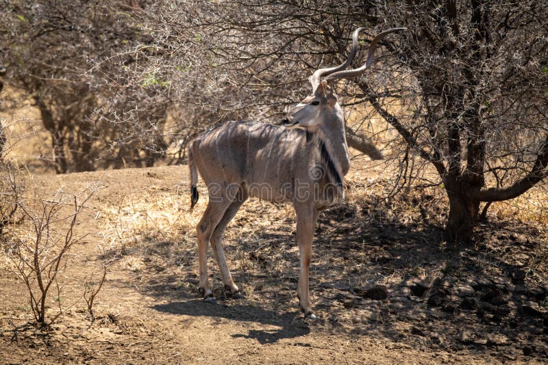 Male Greater Kudu Stands Under Bare Tree Stock Image - Image of ...