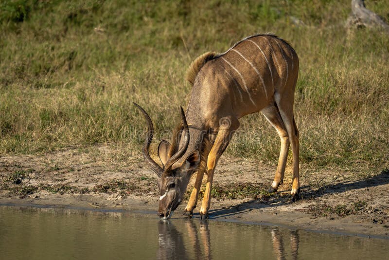 Male Greater Kudu Stands at Waterhole Drinking Stock Image - Image of ...