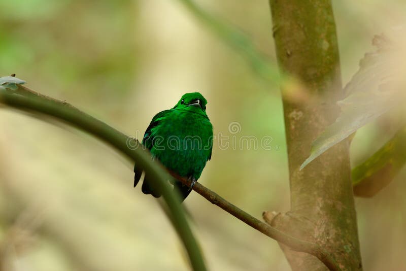 Male Green Broadbill (Calyptomena Viridis) Stock Photo - Image of ...