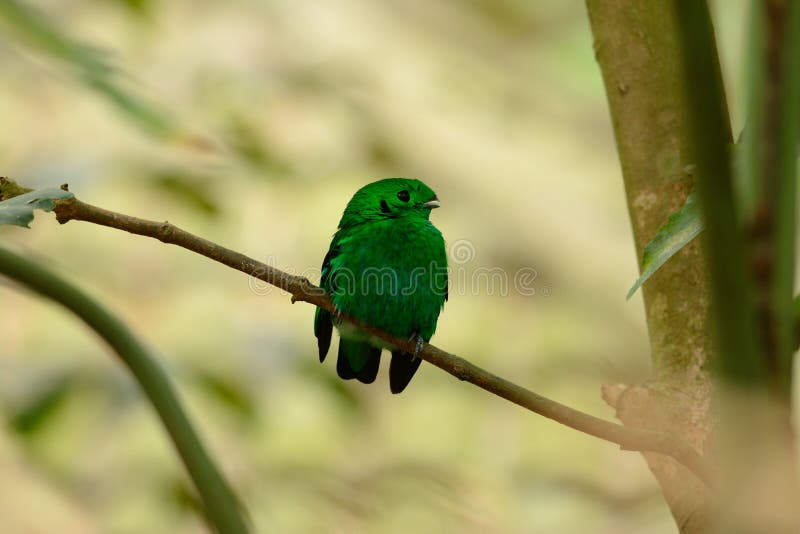 Male Green Broadbill (Calyptomena Viridis) Stock Photo - Image of green ...