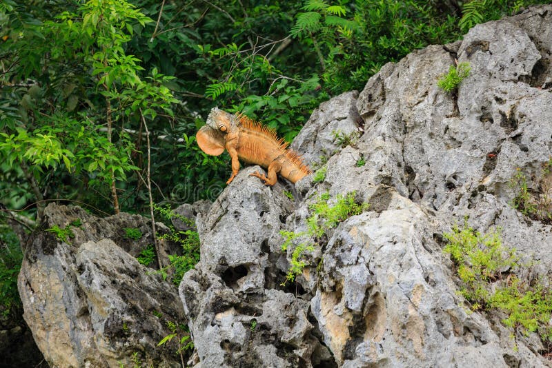 Male Green Iguana, on Rocks Exhibiting Defensive Head Bobs and Dewlap ...