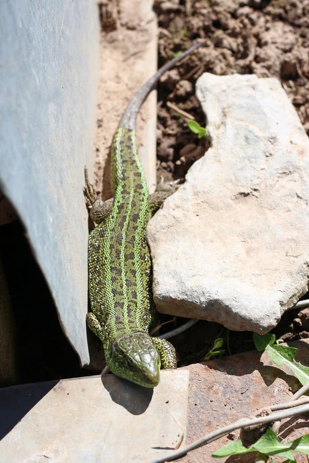 Green Lizard Basking in the Sun Stock Image - Image of europe, blue ...