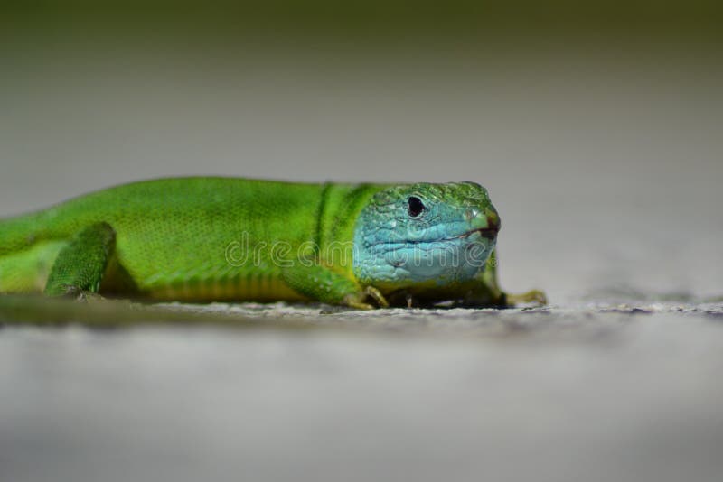 Male Green Lizard with Blue Head Stock Image - Image of animal, macro ...