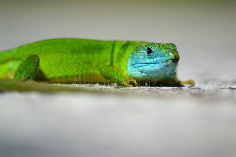 Male Green Lizard with Blue Head Stock Image - Image of reptile ...