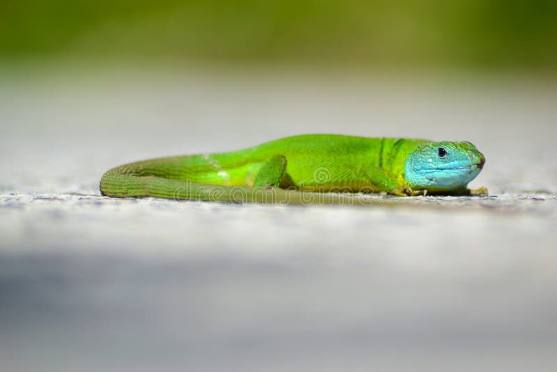 Male Green Lizard with Blue Head Stock Photo - Image of gecko, macros ...