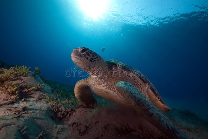 Male green turtle. stock photo. Image of animal, aquatic - 17528530