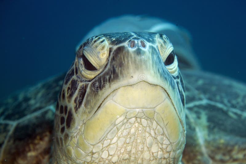 Male green turtle stock photo. Image of fish, marine, aquatic - 7444622