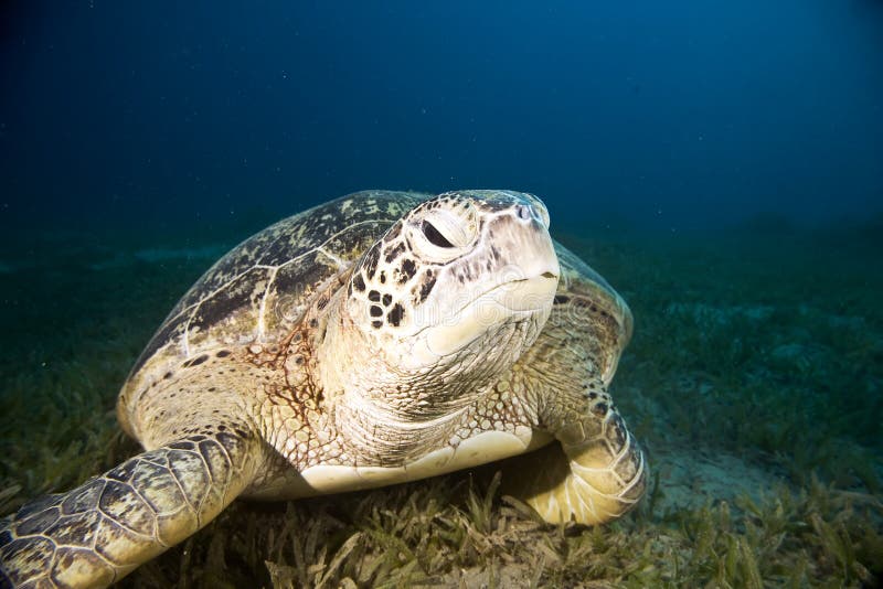 Galapagos green turtle stock image. Image of adult, tropical - 2178973
