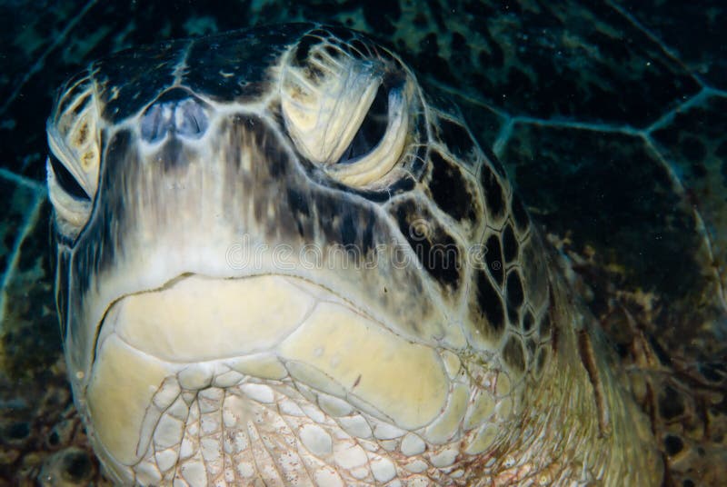 A Male Green Turtle (Chelonia Mydas) Stock Photo - Image of animals ...