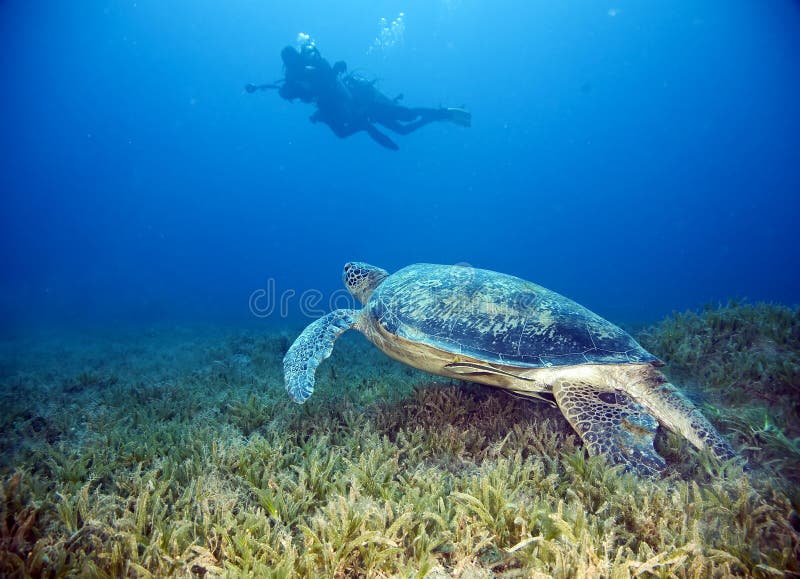 Male Green Turtle and Divers Stock Image - Image of diver, aquatic: 7791457