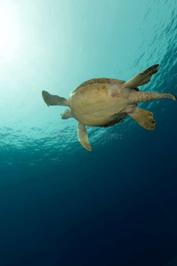 Male green turtle stock photo. Image of fish, marine, aquatic - 7444622