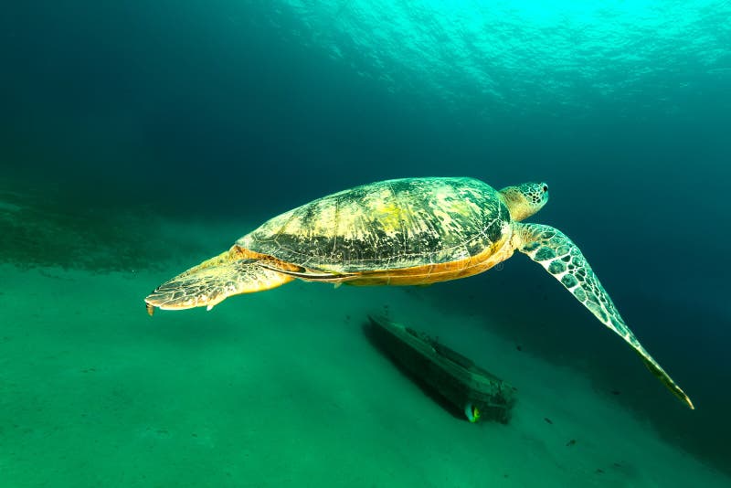 Male green turtle stock photo. Image of fish, marine, aquatic - 7444622