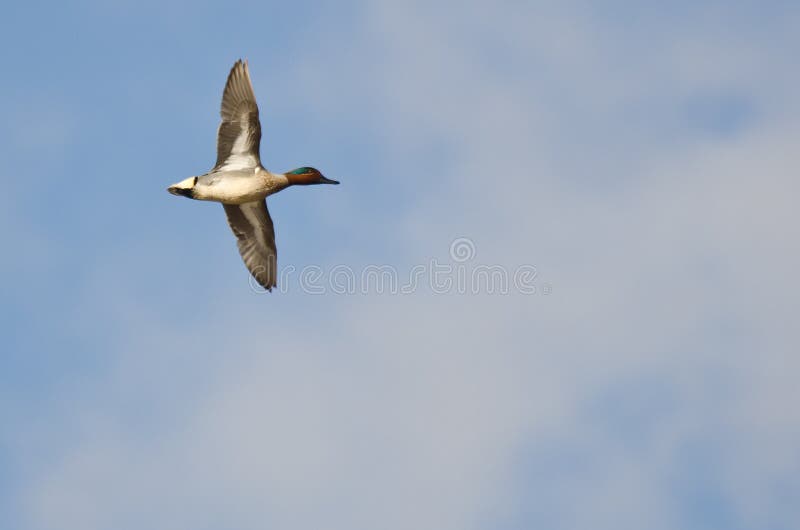 Blue Winged Teal Flight Photos - Free & Royalty-Free Stock Photos from ...