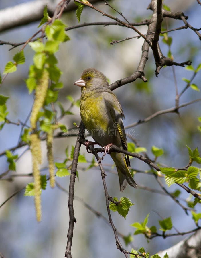 Male Greenfinches Sitting on Birch. Stock Photo - Image of claws, birds ...