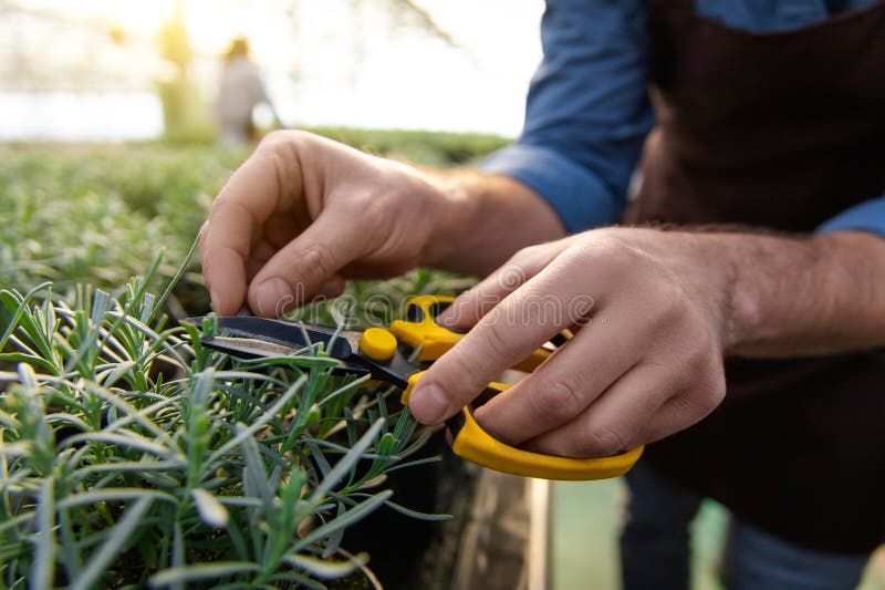 Male Greenhouse Worker Cutting the Plants with Pruning Shears Stock ...