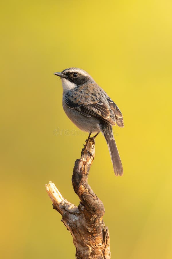 Male Grey Bushchat Perching Perch Stock Photos - Free & Royalty-Free ...