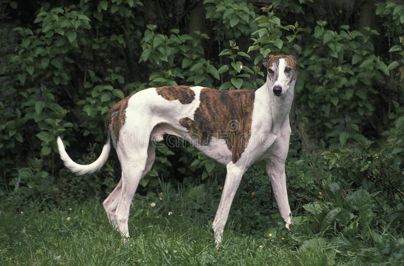Male Greyhound stock image. Image of familiaris, canis - 198645297