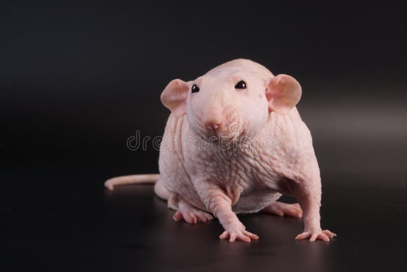 Male Hairless Rat Dumbo Sphynx Breed. Stock Photo - Image of odious ...