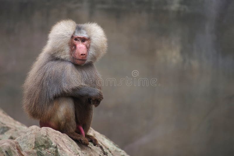 A Male Hamadryas Baboon Sits on a Large Boulder. Stock Photo - Image of ...