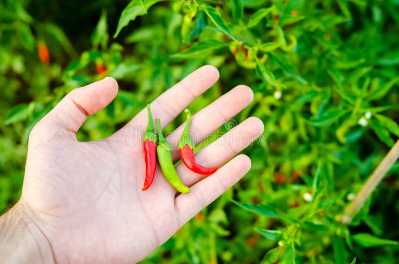 Cutting Chilli Peppers stock photo. Image of farmer - 101693546