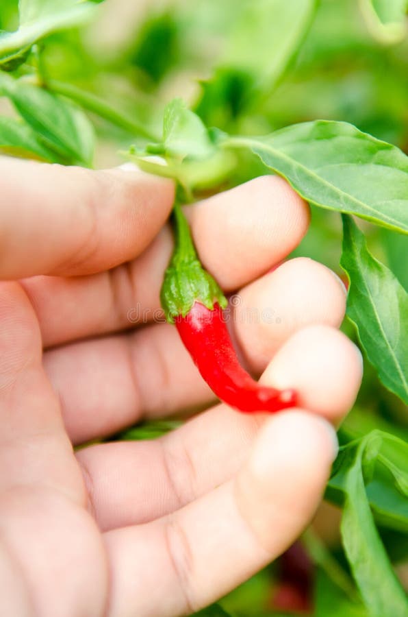 Cutting Chilli Peppers stock image. Image of chile, leaves - 101693621