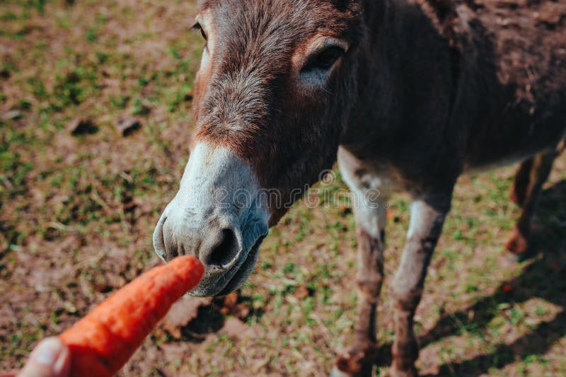 Male Hand Giving Carrot To the Donkey Stock Image - Image of cute ...