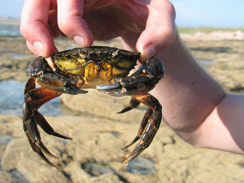 Male Hand Holding a Large Live Crab Stock Image - Image of beach ...