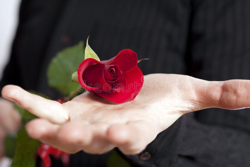 Male hand holding red rose stock photo. Image of lovely - 8023570