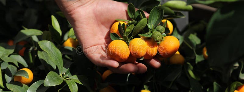 Male Hand Holding Small Orange Oranges Stock Photo - Image of oranges ...