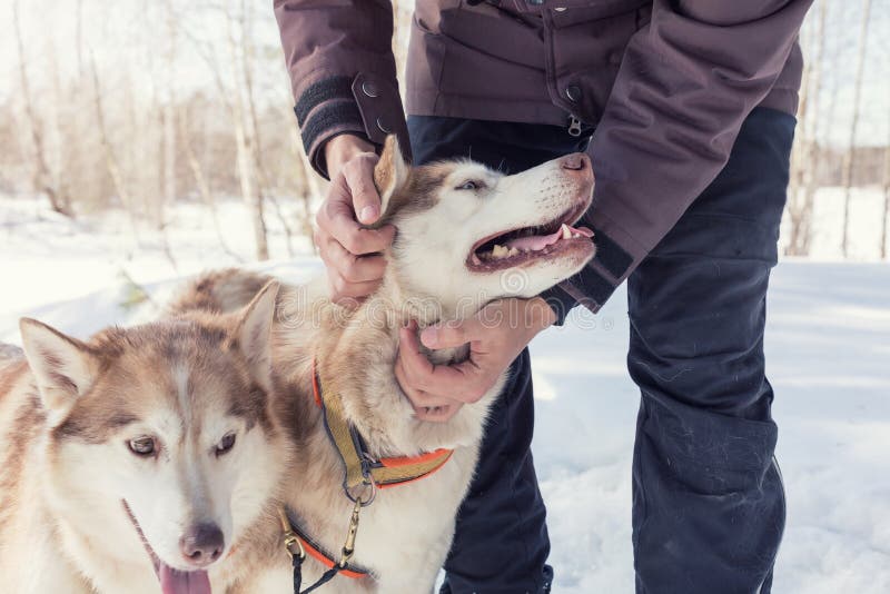 Male Hand Stroking Husky Dog Stock Photos - Free & Royalty-Free Stock ...