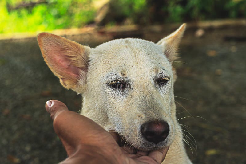 Male hand touch white dog stock photo. Image of care - 78612616
