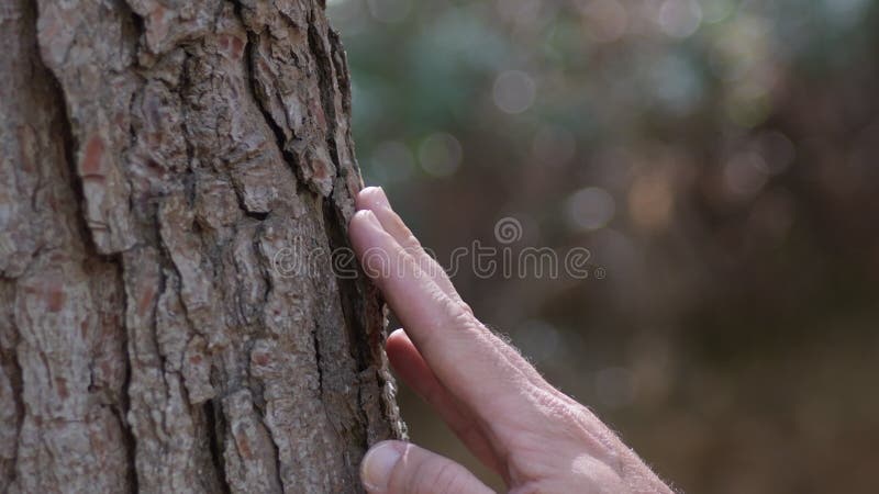 Hand Touching and Stroking the Bark of a Pine Tree Stock Video - Video ...