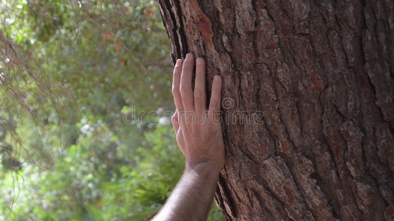Male Hand Touching the Bark of a Pine Tree Stock Footage - Video of ...