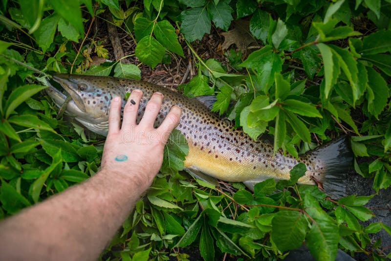 Male Hand Touching a Trout Lying in the Leaves. Stock Image - Image of ...