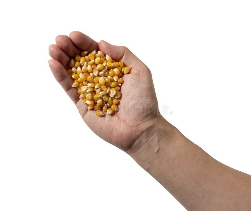 Dried Corn Kernels in Wooden Bowl Placed on White Background Stock ...