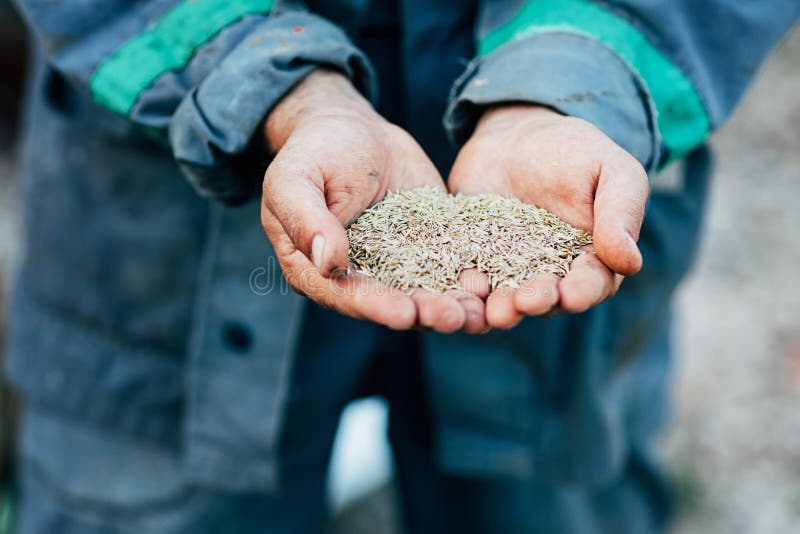 450 Wheat Seeds Handful Stock Photos - Free & Royalty-Free Stock Photos ...