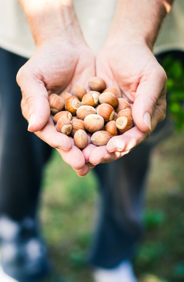 Male Hands Holding Bunch of Hazelnuts Stock Photo - Image of male ...