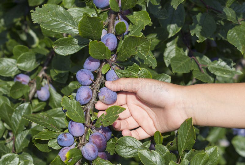 Male Hands Picking Fresh Plums from the Tree Stock Photo - Image of ...