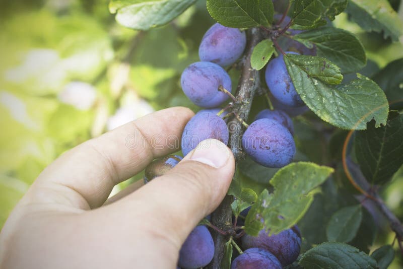 Male Hands Picking Fresh Plums from the Tree Stock Photo - Image of ...
