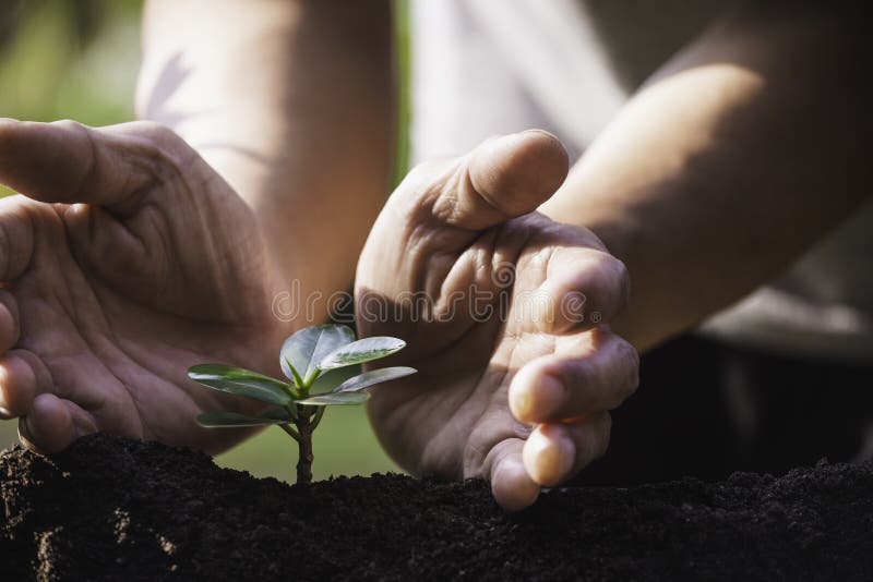 Male Hands Protecting Trees Growing on the Ground Stock Photo - Image ...