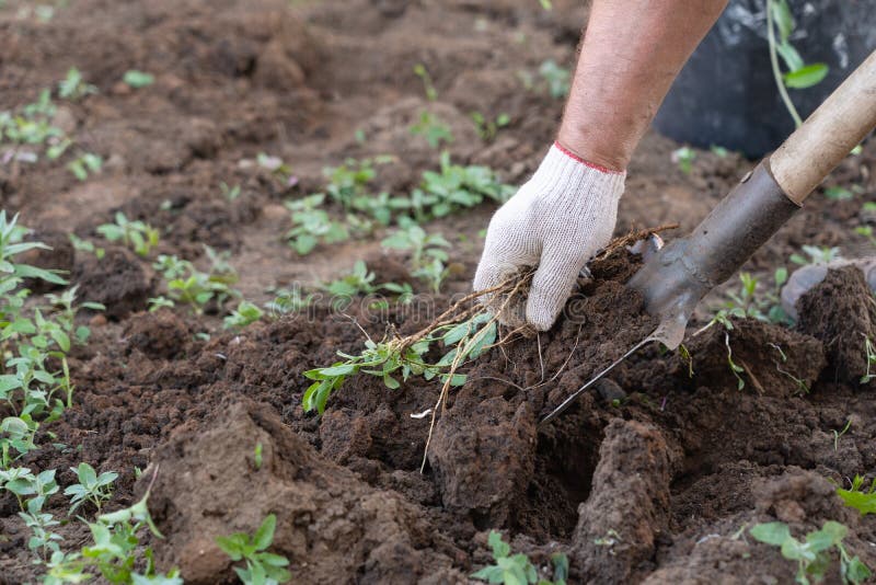 Male Hands Pull the Weed Along with the Root from the Ground. a Farmer ...